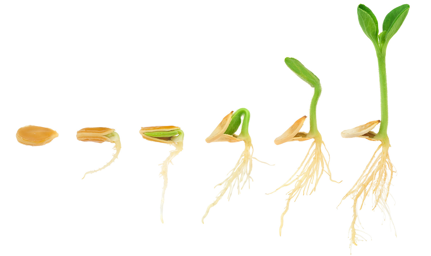 Nurturing Seeds and Growing Minds: John Harada Steps Down as Executive ...