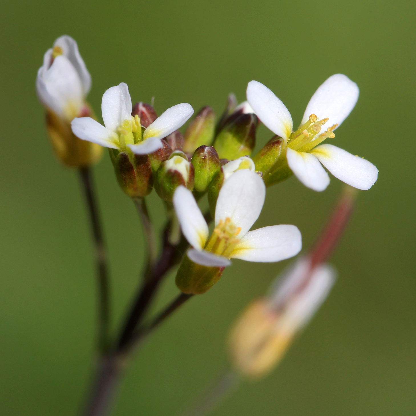 UC Davis Genome Center | College of Biological Sciences