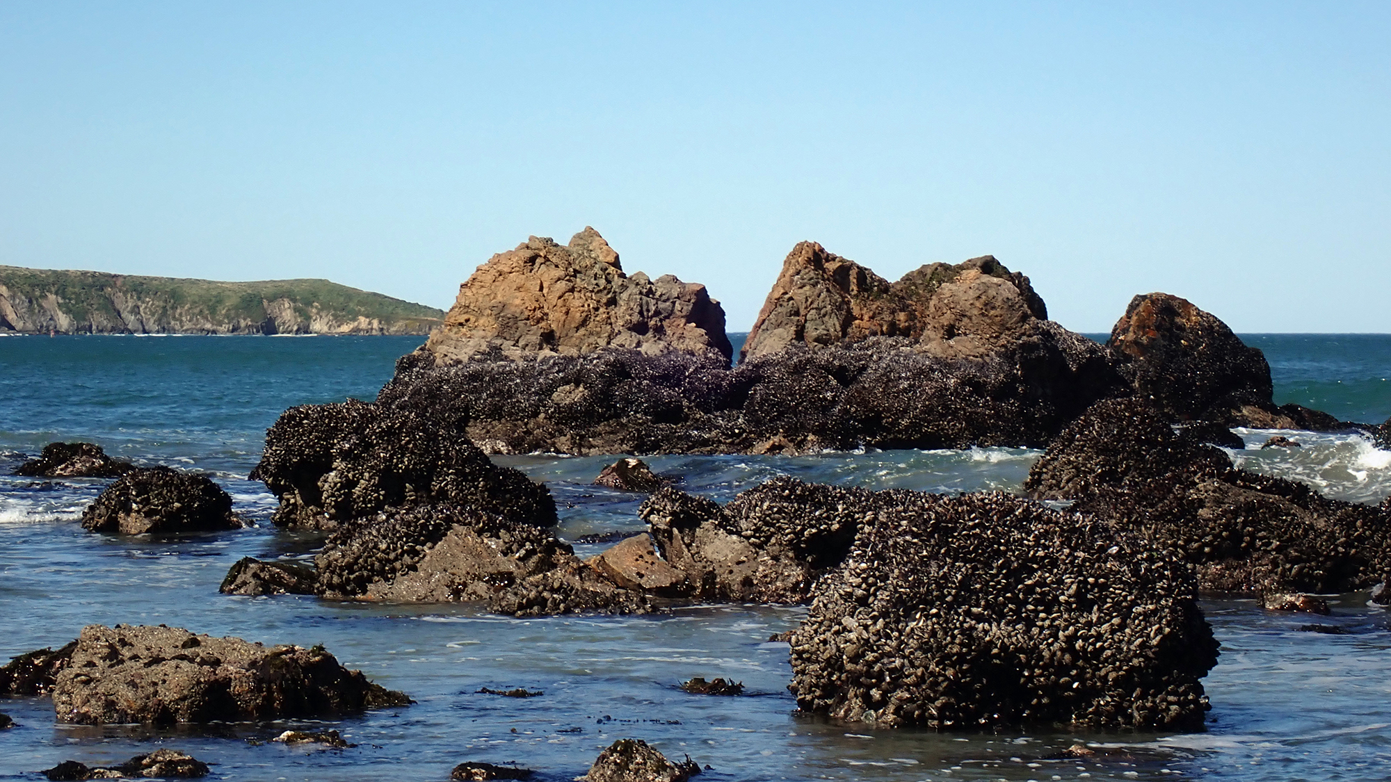 Mussel Bed Surveyed Before World War II Still Thriving | College of ...